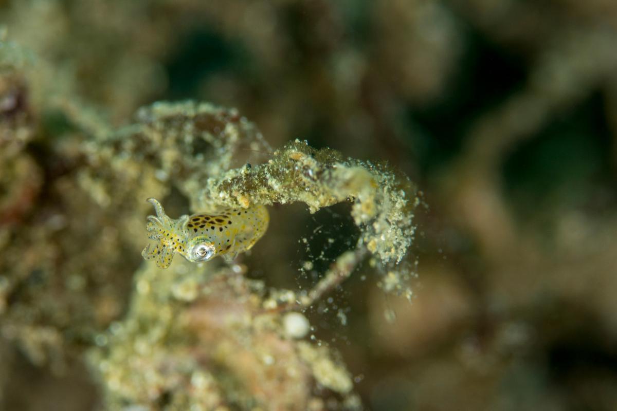 + 10 Fascinating Types of Squid with Names and Photos