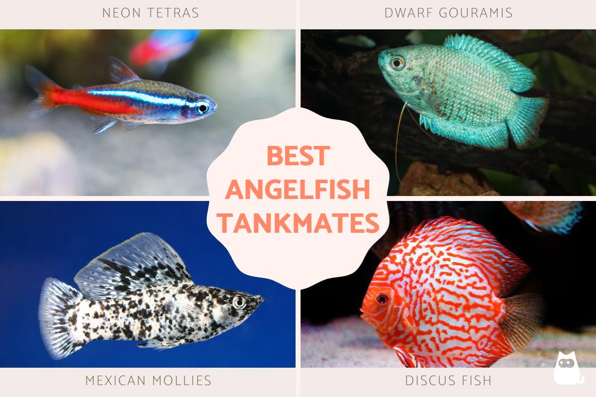 20+ Angelfish Tankmates With the Best Compatibility - With Photos
