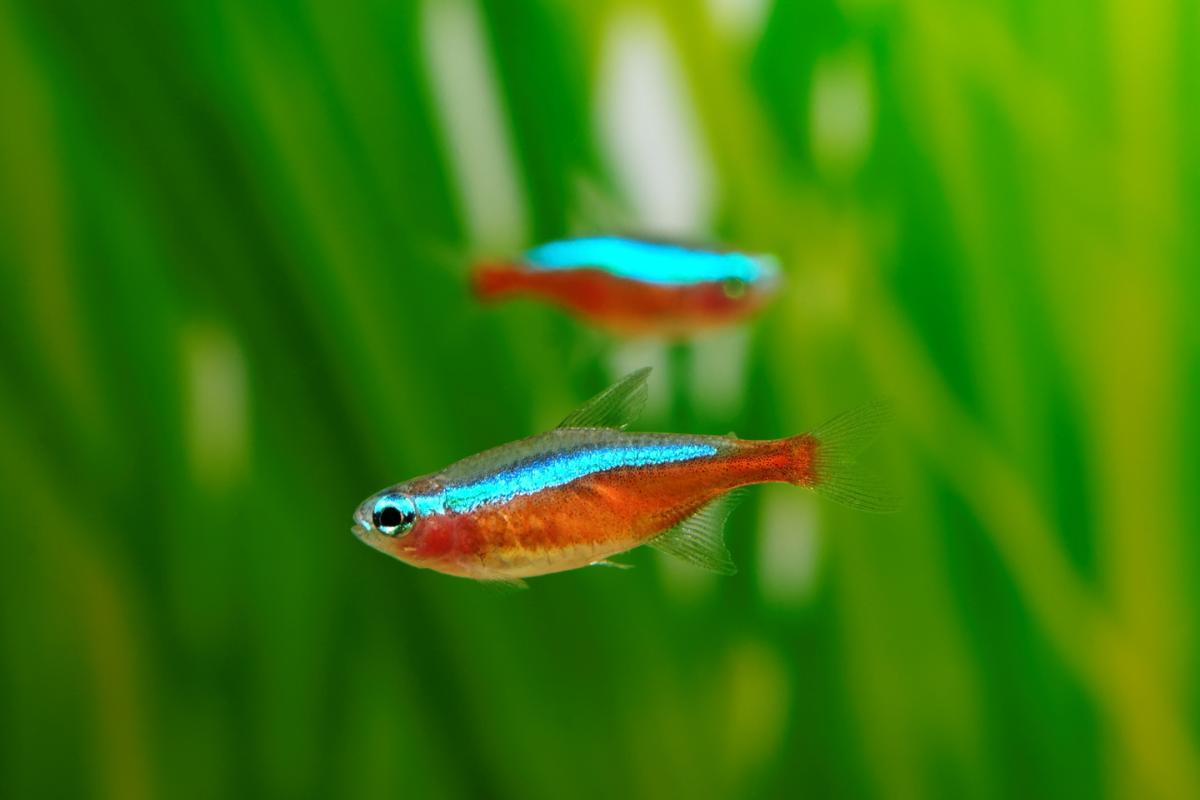 20+ Angelfish Tankmates With the Best Compatibility - With Photos