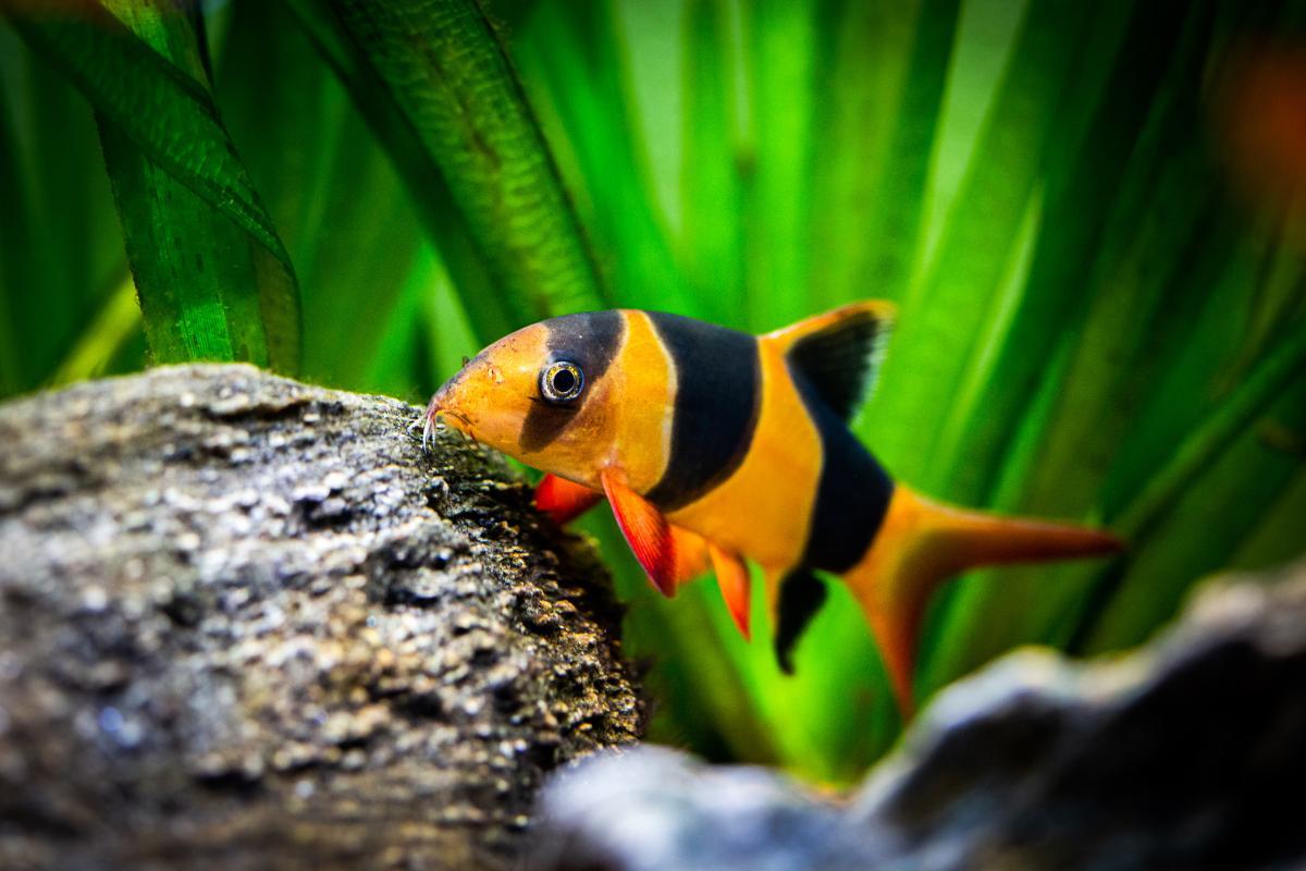 20+ Angelfish Tankmates With the Best Compatibility - With Photos