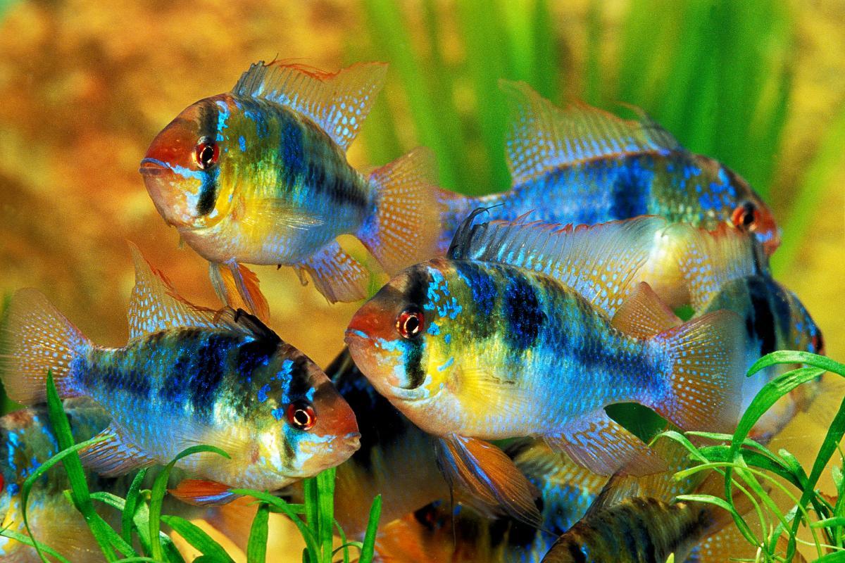 20+ Angelfish Tankmates With the Best Compatibility - With Photos