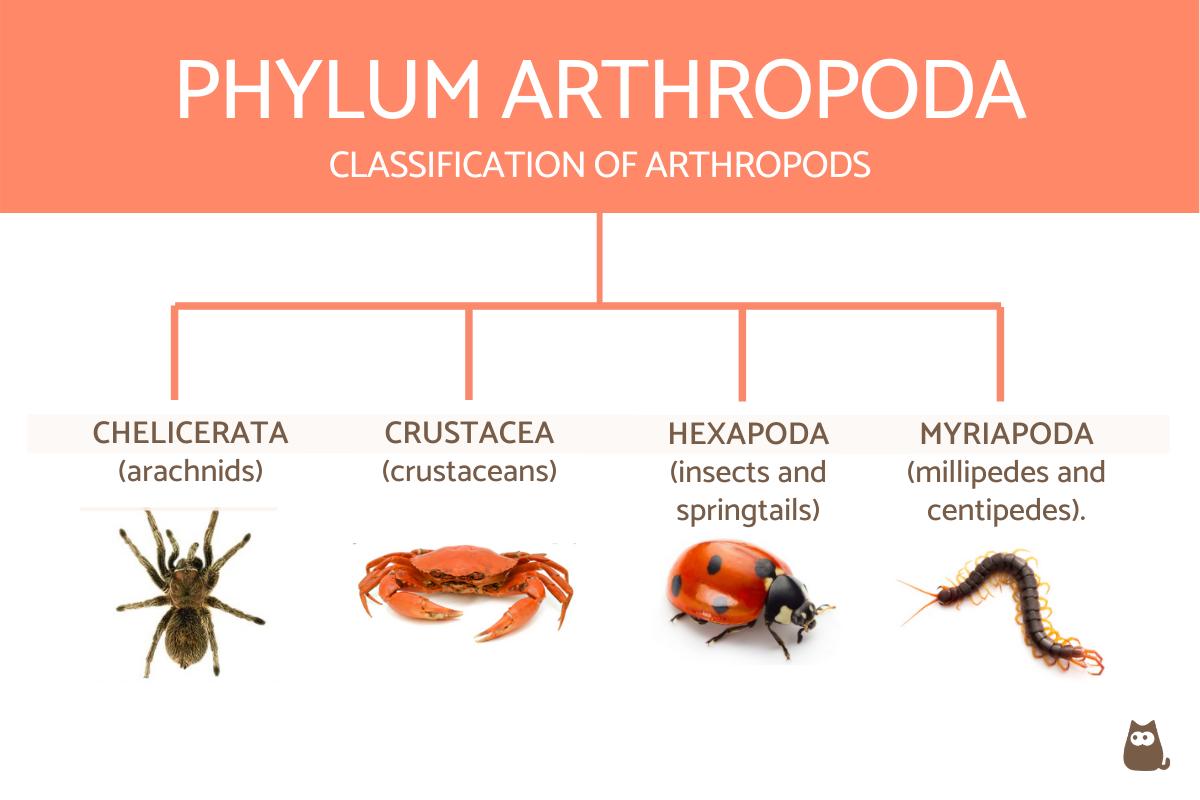Classification of Invertebrates Chart With Definitions and Examples