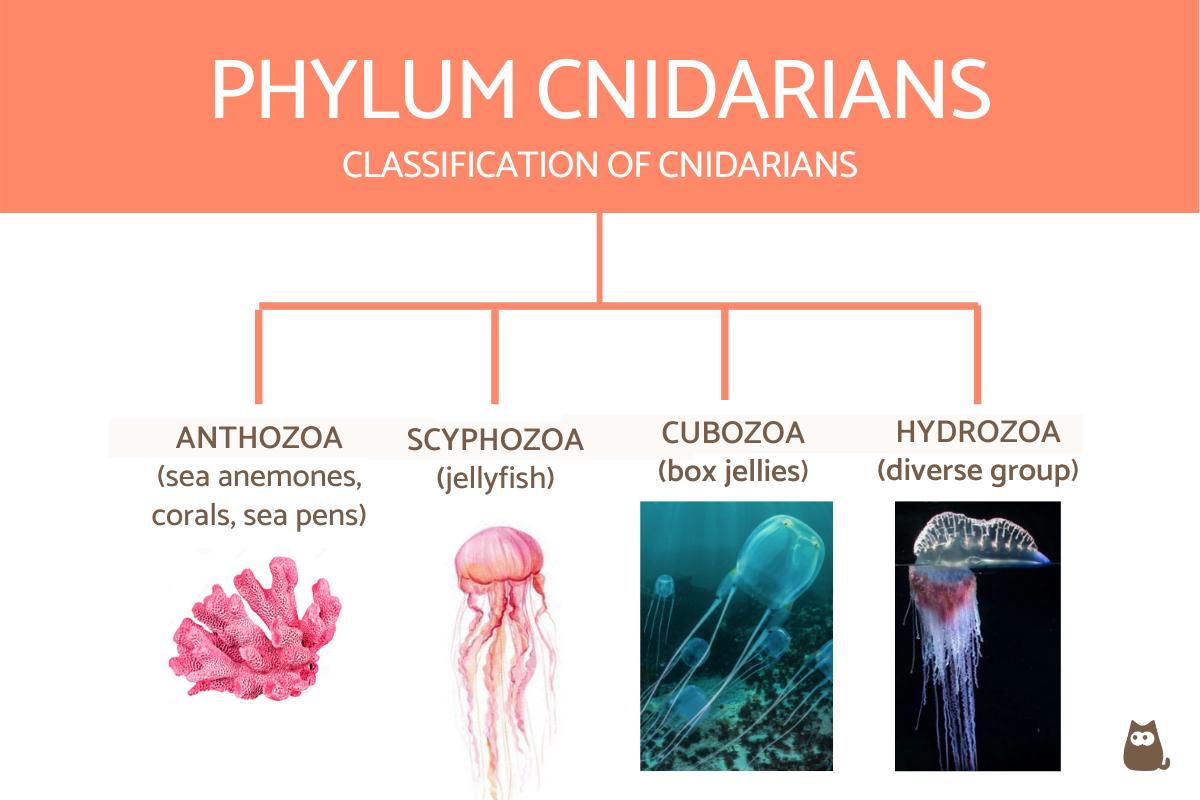 Classification of Invertebrates Chart With Definitions and Examples