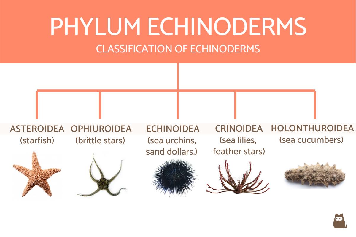 Classification of Invertebrates Chart With Definitions and Examples