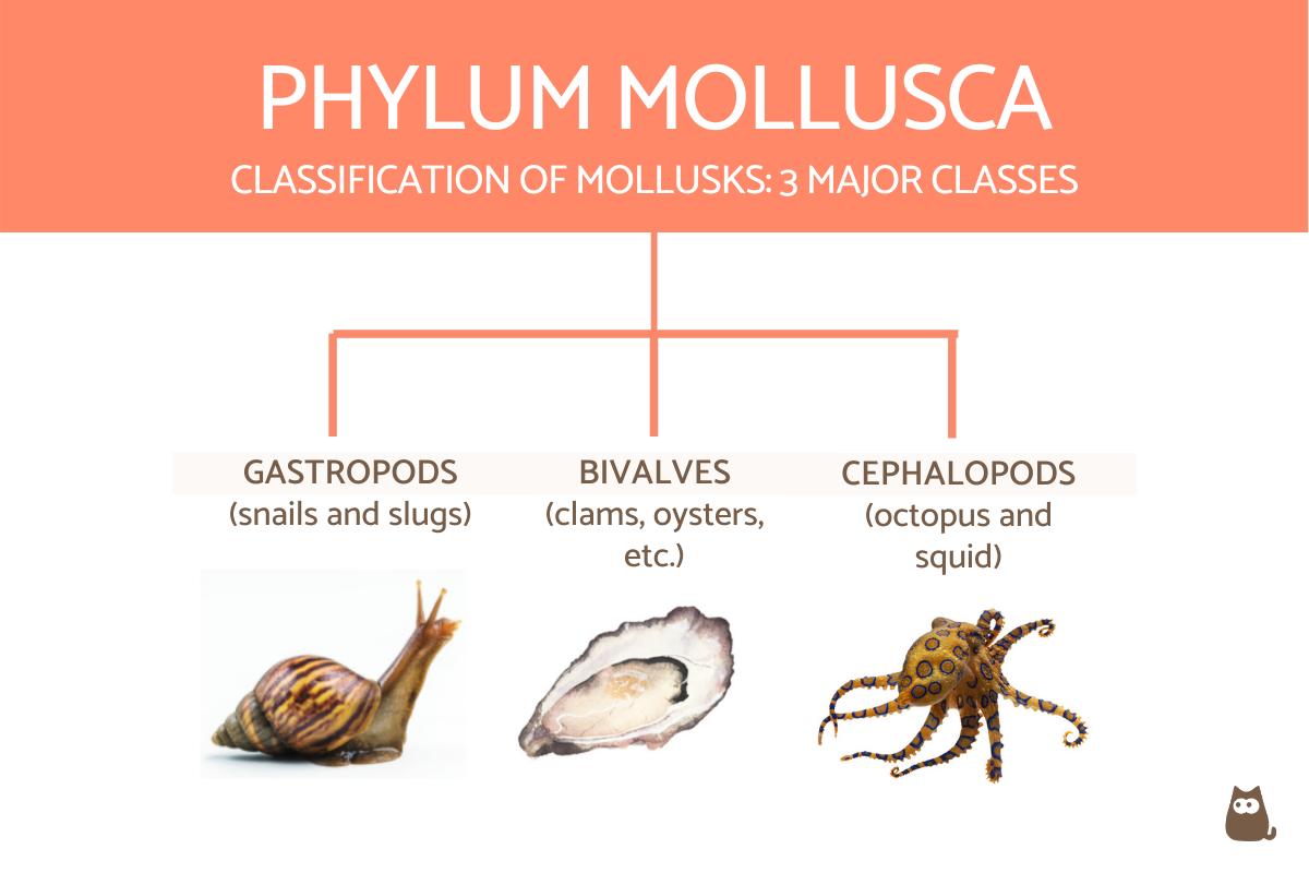 Classification of Invertebrates Chart With Definitions and Examples