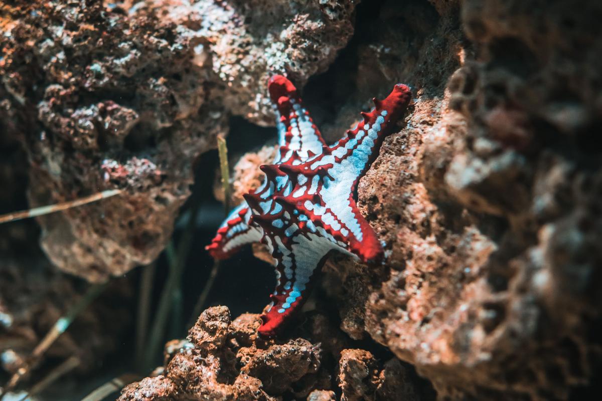 Classification of Invertebrates Chart With Definitions and Examples