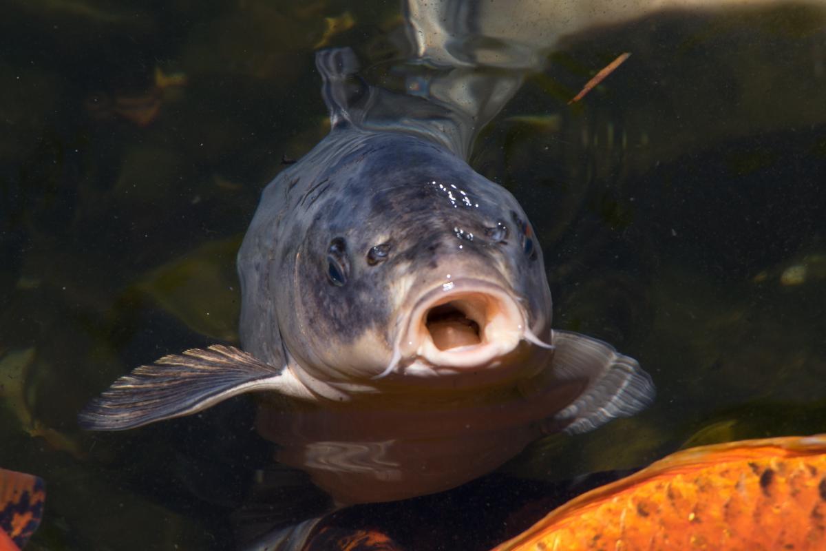 Fish Tongues Do Fish Have Them And How Do They Work
