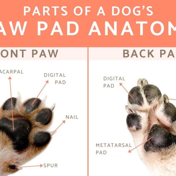 Dog Paw Anatomy