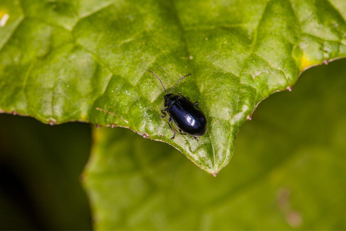Cricket Life Cycle - How Long Does a Cricket Live?