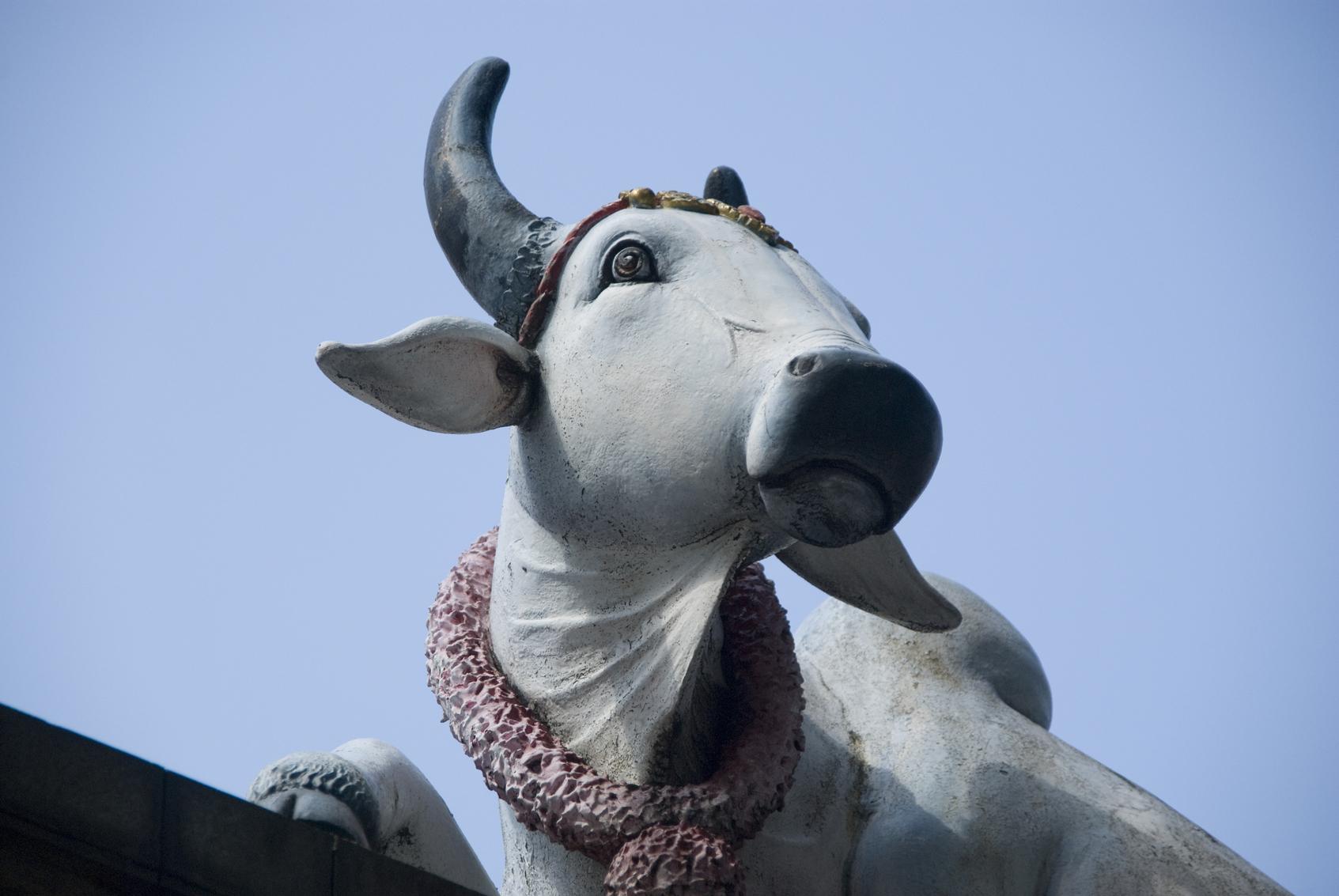 What is the Story of the Kamadhenu Cow?