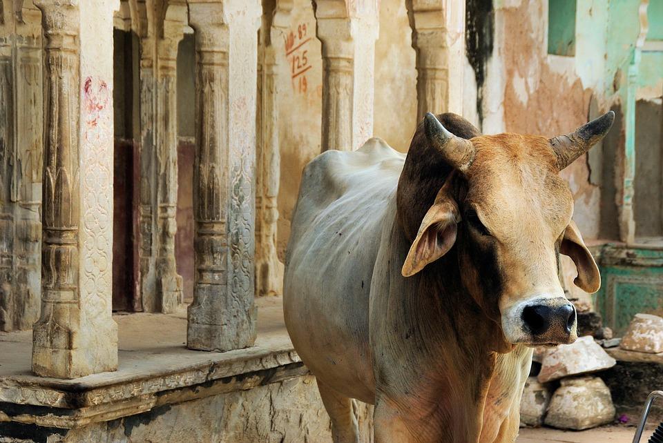 What is the Story of the Kamadhenu Cow?