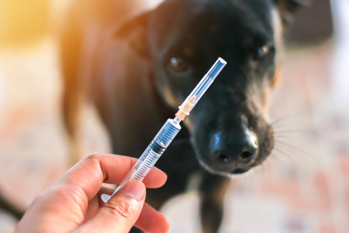 Vaccination Schedule for Puppies and Adult Dogs - Vaccine Shots for Dogs