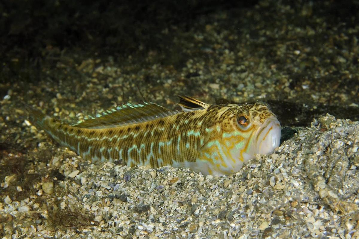 Where Are Weever Fish Found? - Weever Habitat According to Species