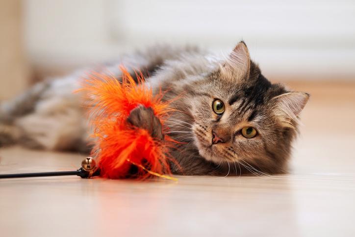 Cat Barbed Penis - Male Cat Anatomy - Characteristics, Anatomy, Pathologies