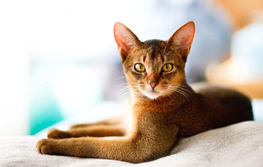 6 Amazing Egyptian Cat Breeds - Full List with Pictures