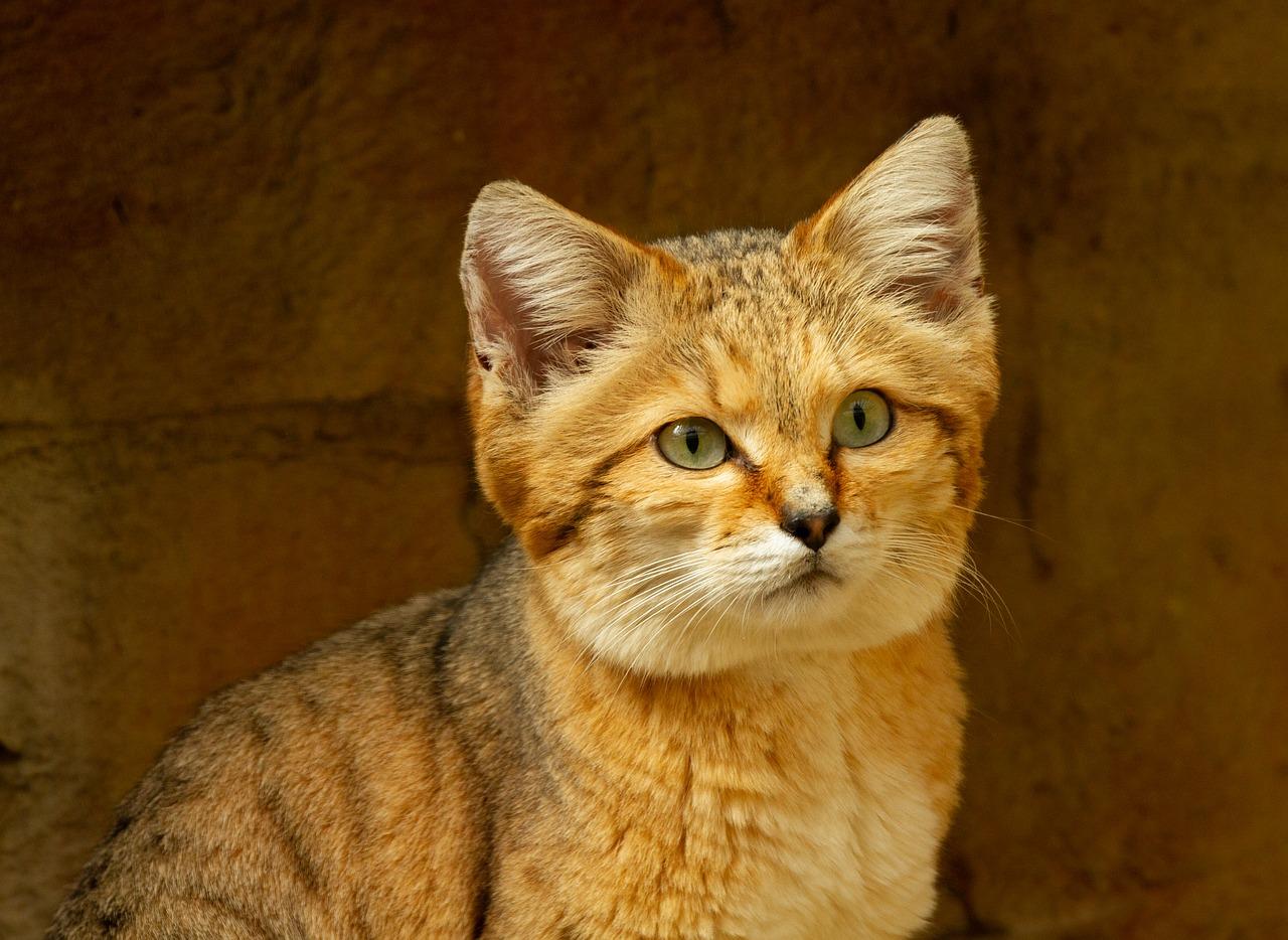 6 Amazing Egyptian Cat Breeds - Full List with Pictures
