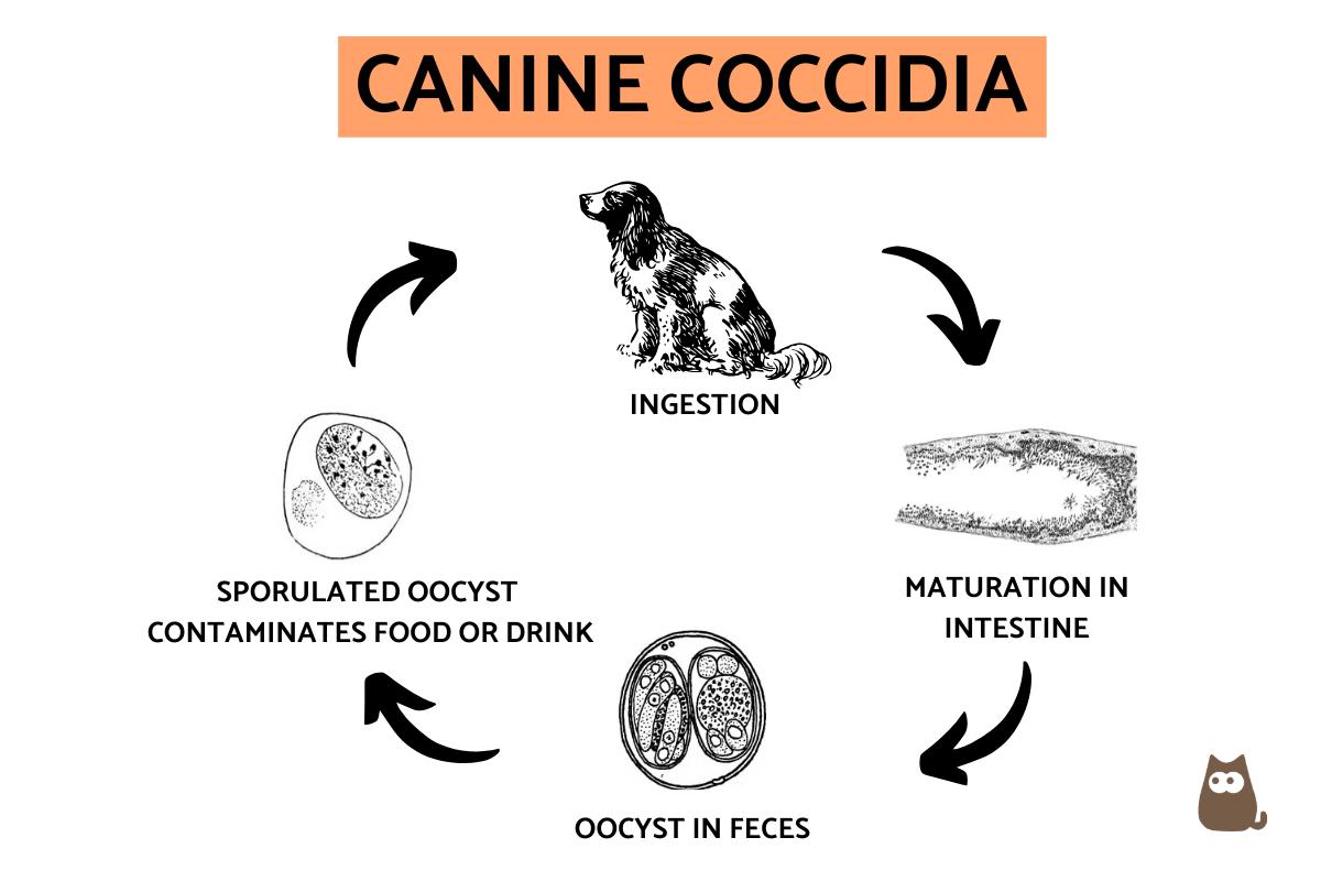 What Is Coccidia in Dogs? - Coccidiosis in Dogs