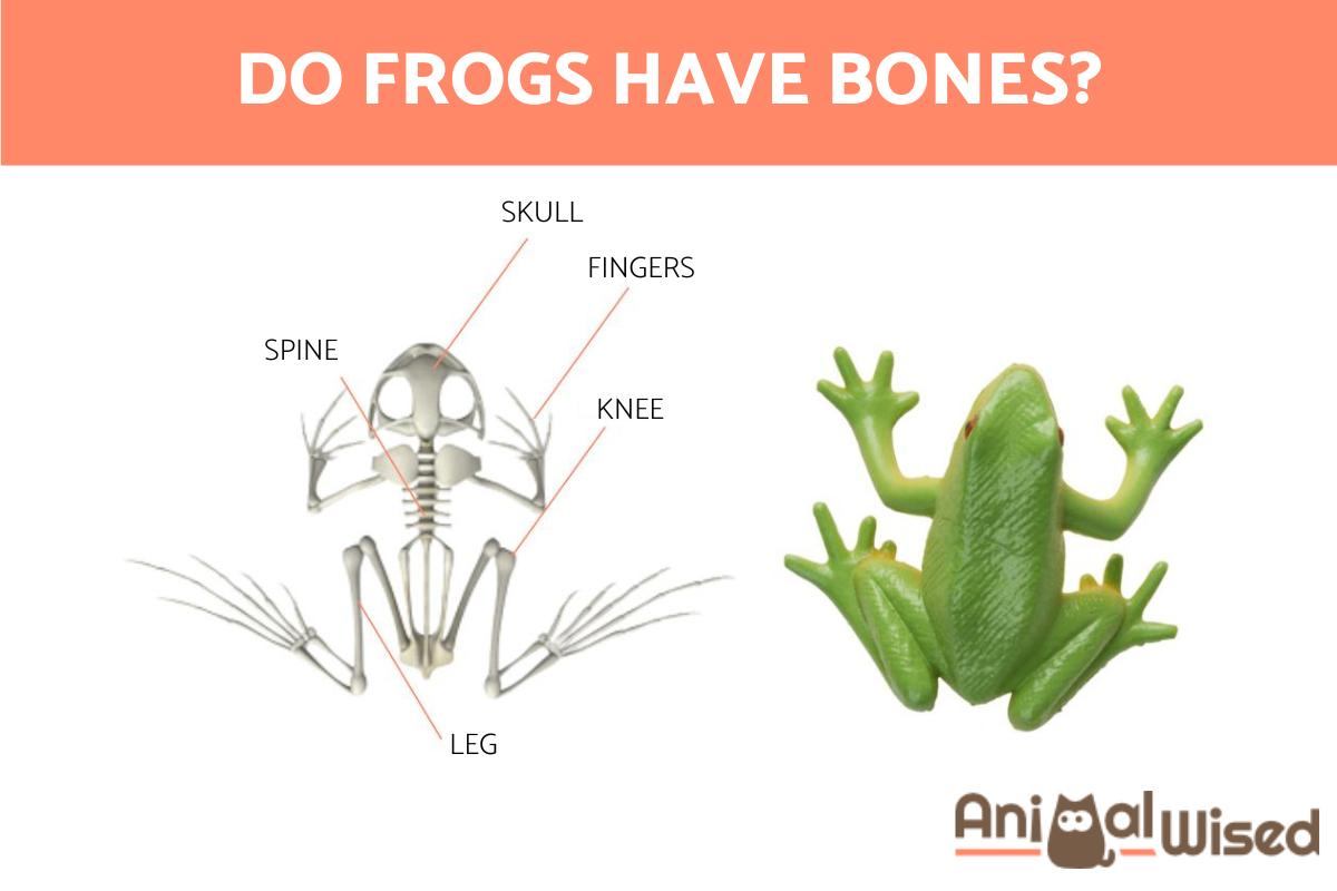 Do Frogs Have Bones? - The Skeleton of Frogs