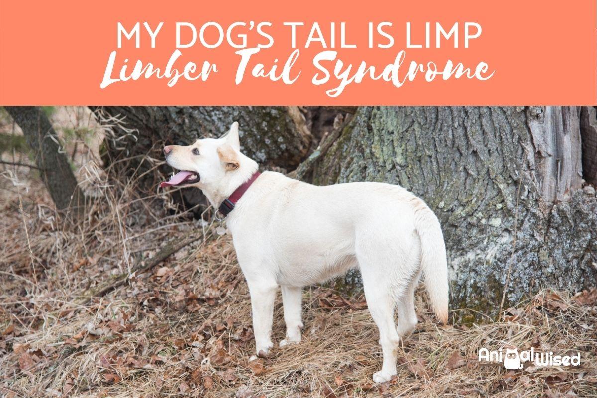 My Dog's Tail Is Limp - Limber Tail Syndrome in Dogs - Causes & Treatment