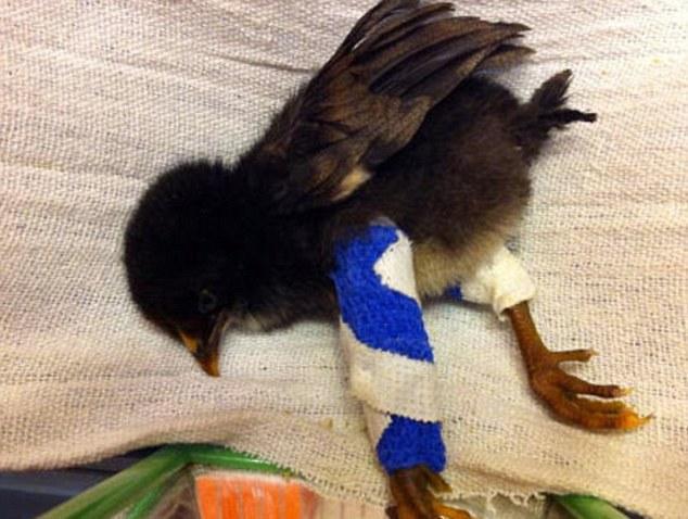 Healing a Fractured Bird Leg: How to Make a Splint