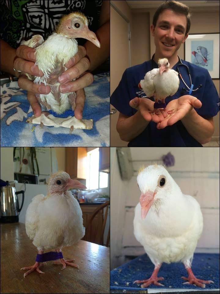 Healing a Fractured Bird Leg: How to Make a Splint