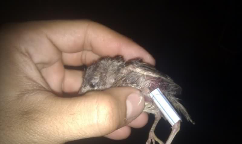 Healing a Fractured Bird Leg: How to Make a Splint