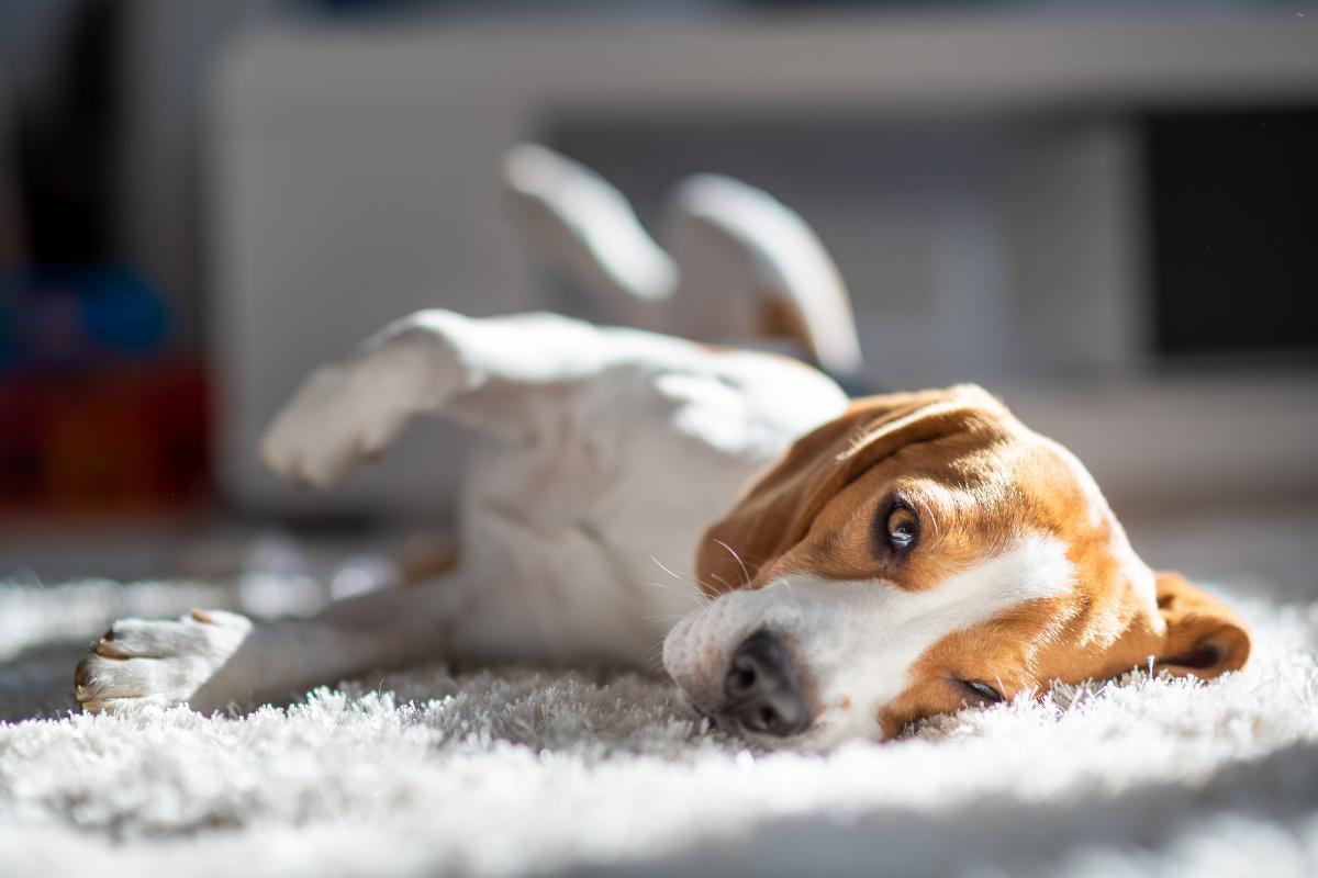 Fatigue or Lethargy in Dogs - Symptoms, Causes and Treatment
