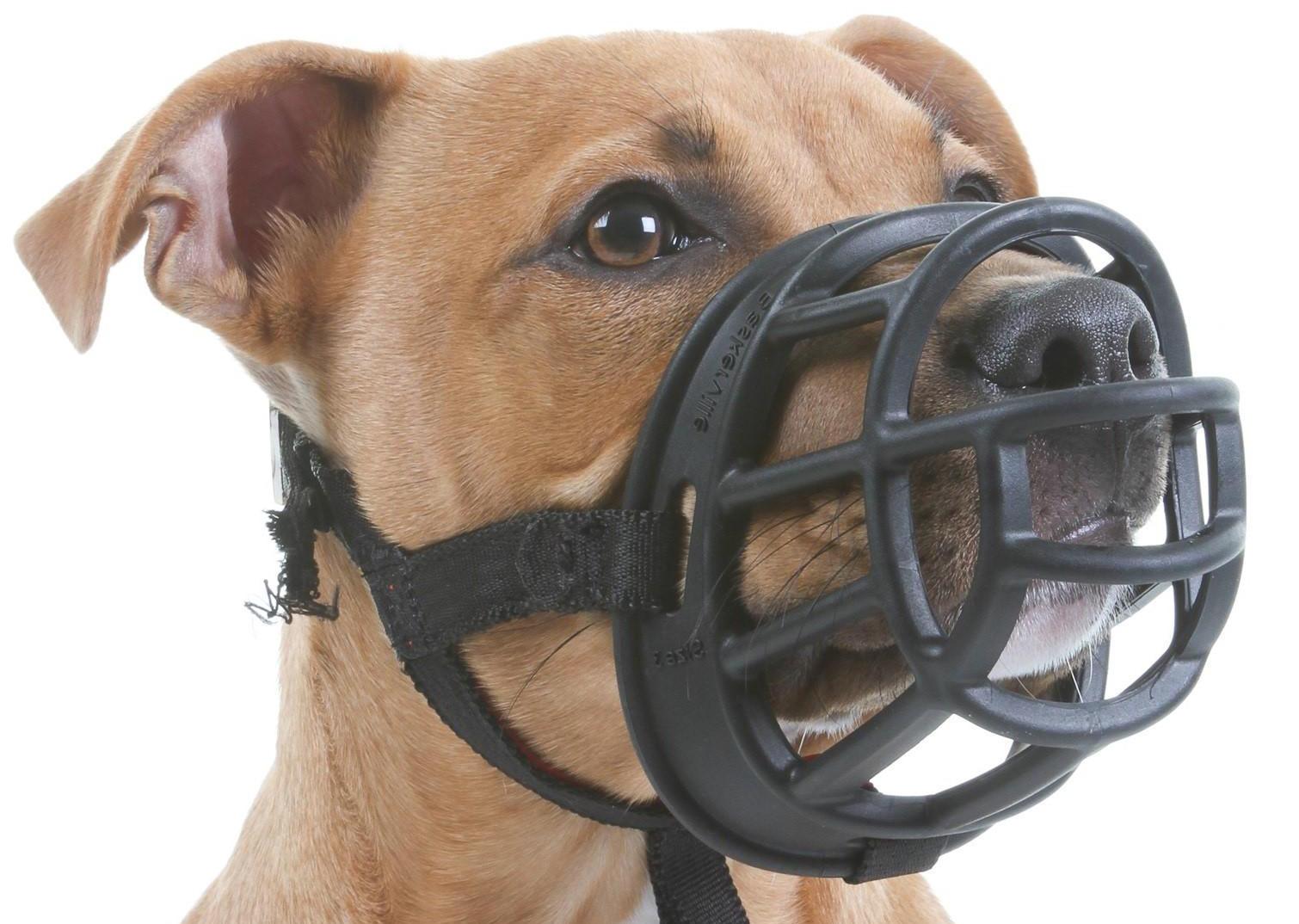 How Long Can a Dog Wear a Muzzle? - Different Types of Muzzles