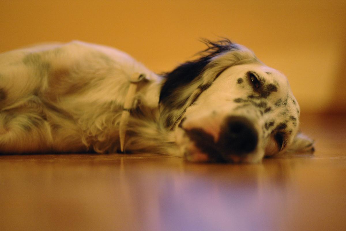 Fatigue or Lethargy in Dogs - Symptoms, Causes and Treatment