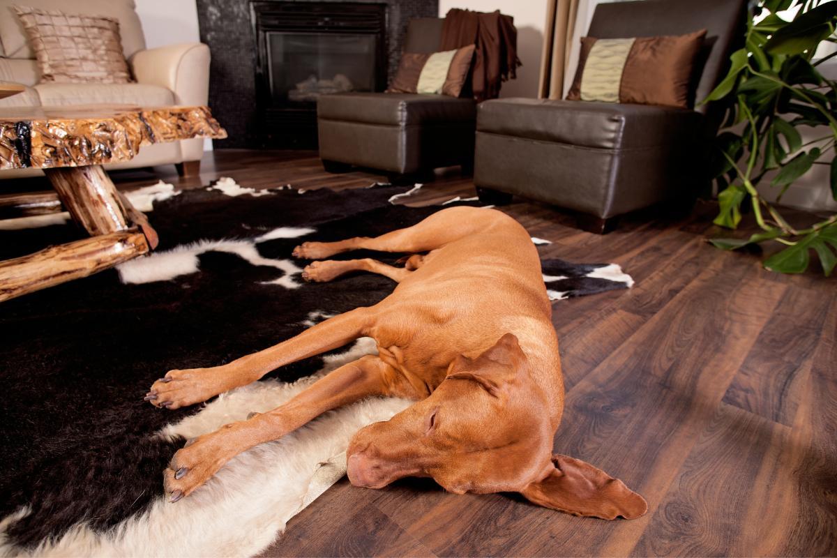 Fatigue or Lethargy in Dogs - Symptoms, Causes and Treatment