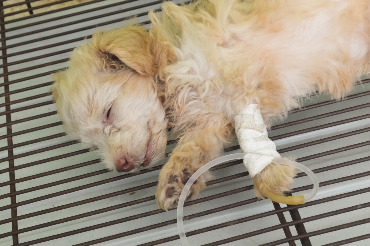 Internal Bleeding in Dogs - Signs and Treatment