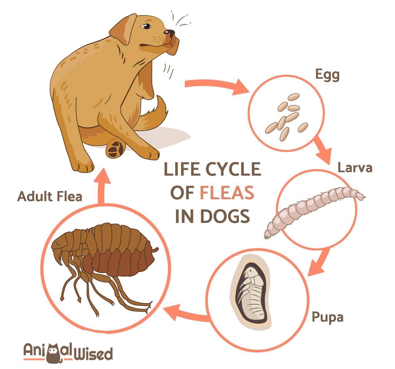 The Importance Of Deworming Animals: Why Do I Have To Deworm My Dog?!
