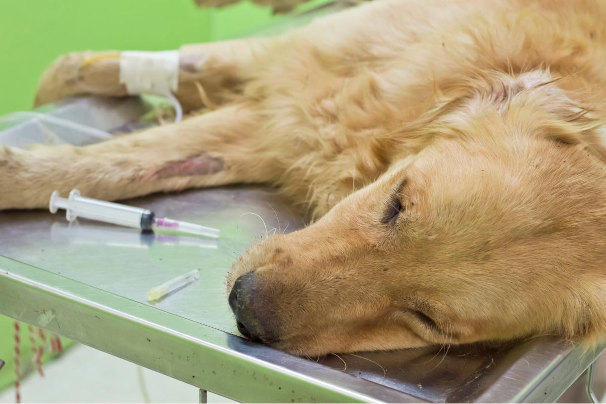 Internal Bleeding in Dogs - Signs and Treatment