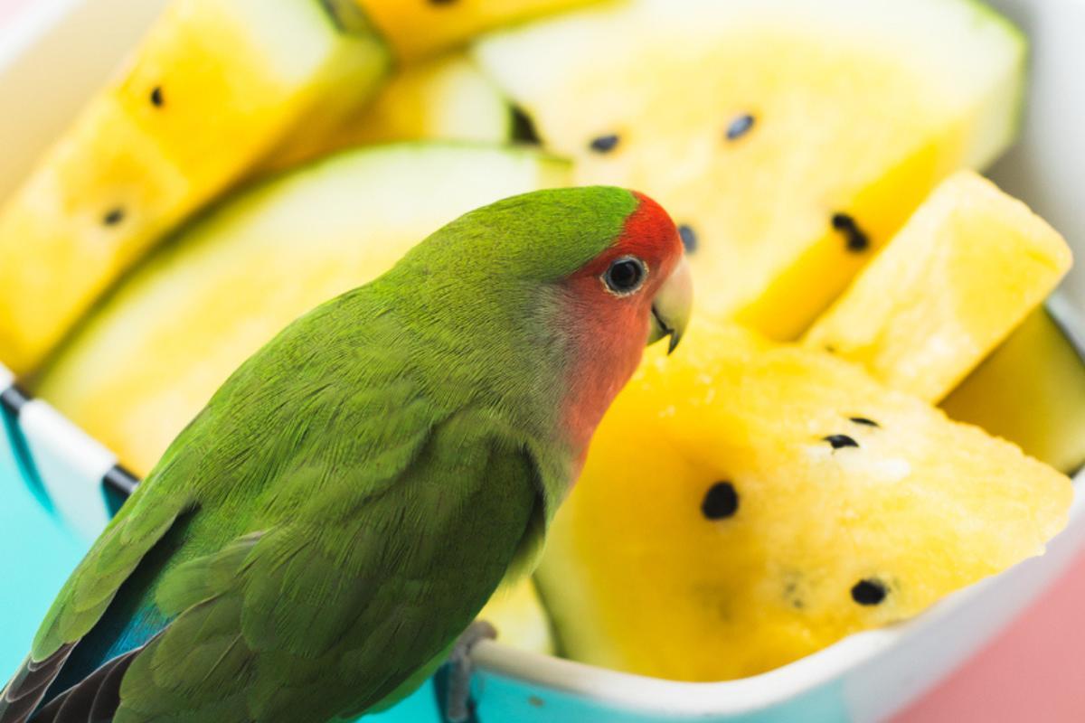 What Do Lovebirds Eat? - A Complete Lovebird Feeding Guide