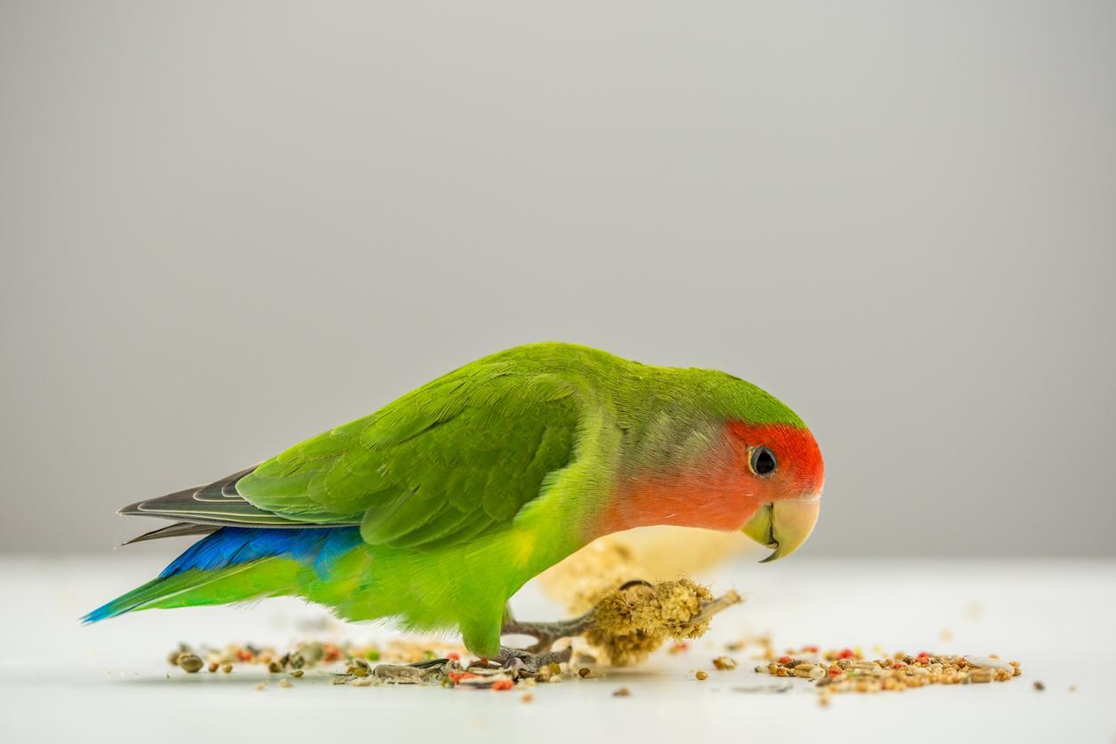 What Do Lovebirds Eat? - A Complete Lovebird Feeding Guide