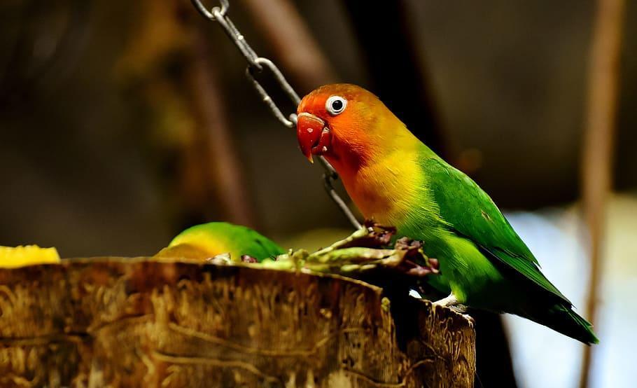 What Do Lovebirds Eat? - A Complete Lovebird Feeding Guide