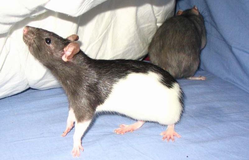 Types of Domestic Rats