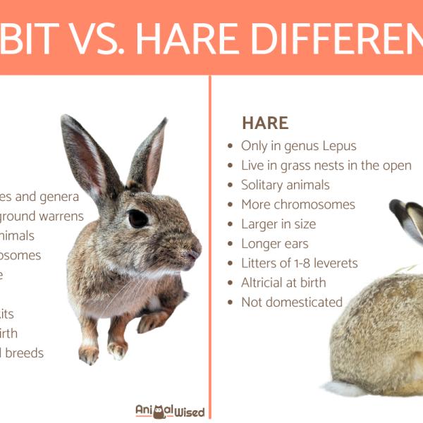 Difference Between Hare And Rabbit Frontiers | Lagomorpha As A Model