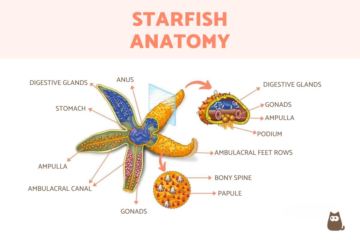 Is a Starfish Vertebrate or Invertebrate? - Starfish Classification