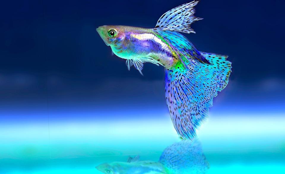 How Do Fish Sleep? - Everything You Need to Know