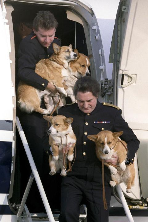 What Are the Queen's Corgis Called? All About Elizabeth II's Dogs