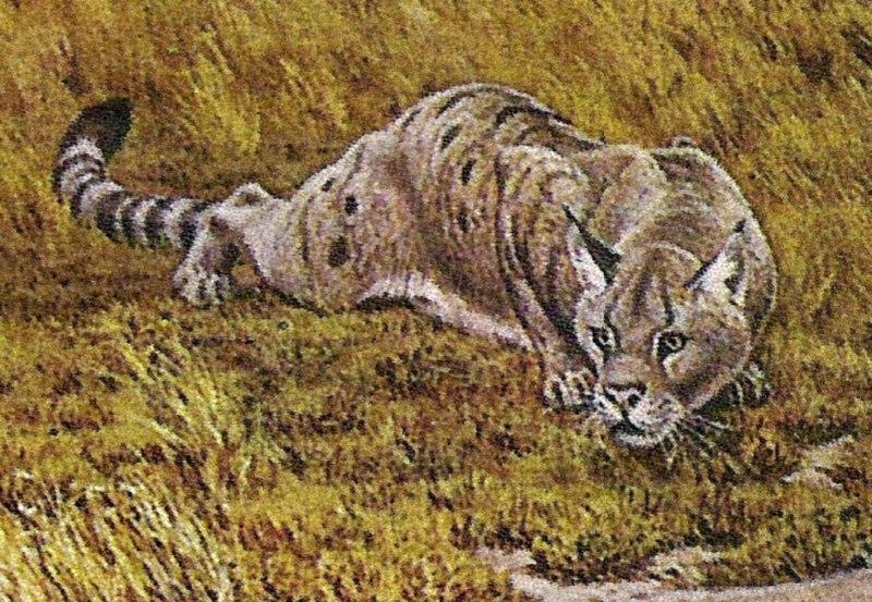 Cat History and Evolution - From Wild to Domestic Animals