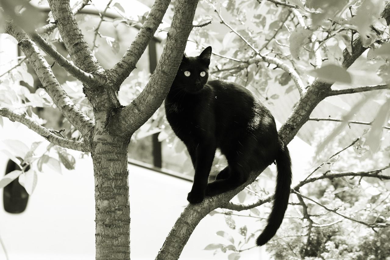 Cat History and Evolution - From Wild to Domestic Animals