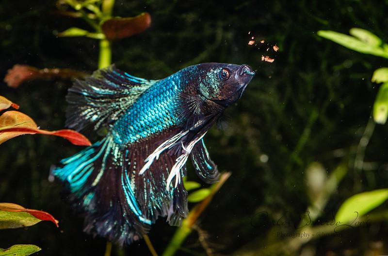 What to Feed Your Betta Fish - Healthy Diet for Happy Bettas