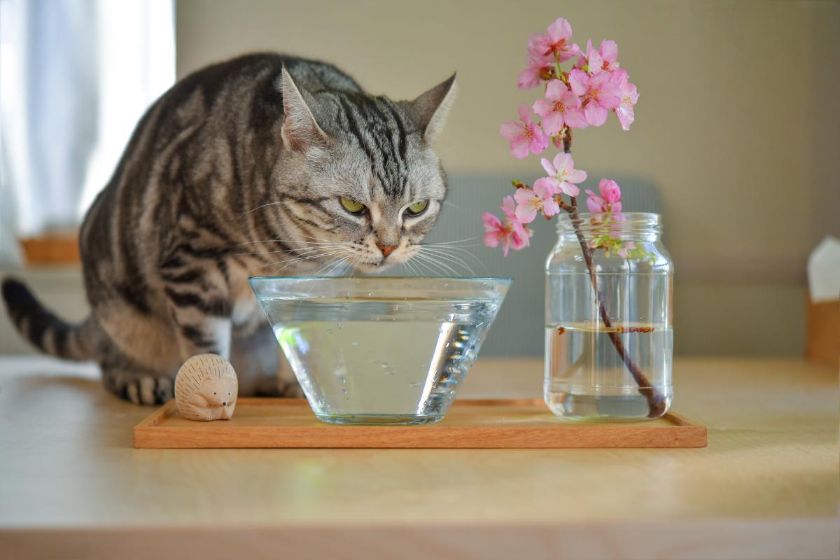 How Much Water Should a Cat Drink in 24 Hours? - Cat Hydration Guide