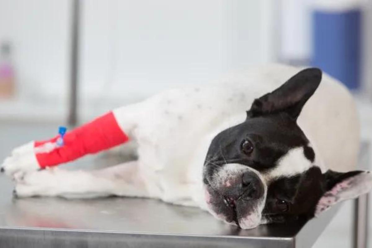 Previcox for Dogs - Uses, Dosage and Side Effects of Firocoxib