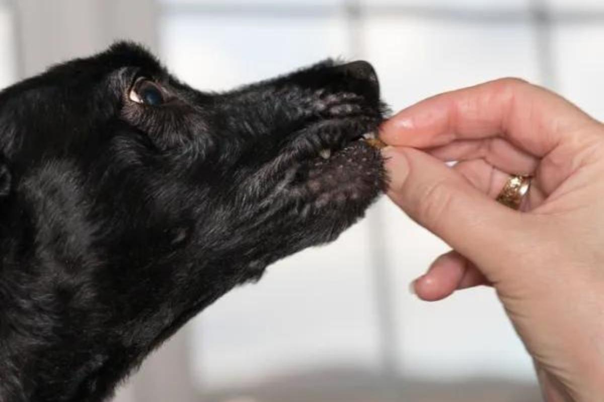 Previcox for Dogs - Uses, Dosage and Side Effects of Firocoxib