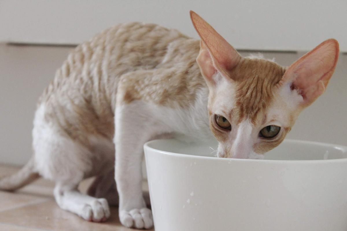 How Much Water Should a Cat Drink in 24 Hours? - Cat Hydration Guide