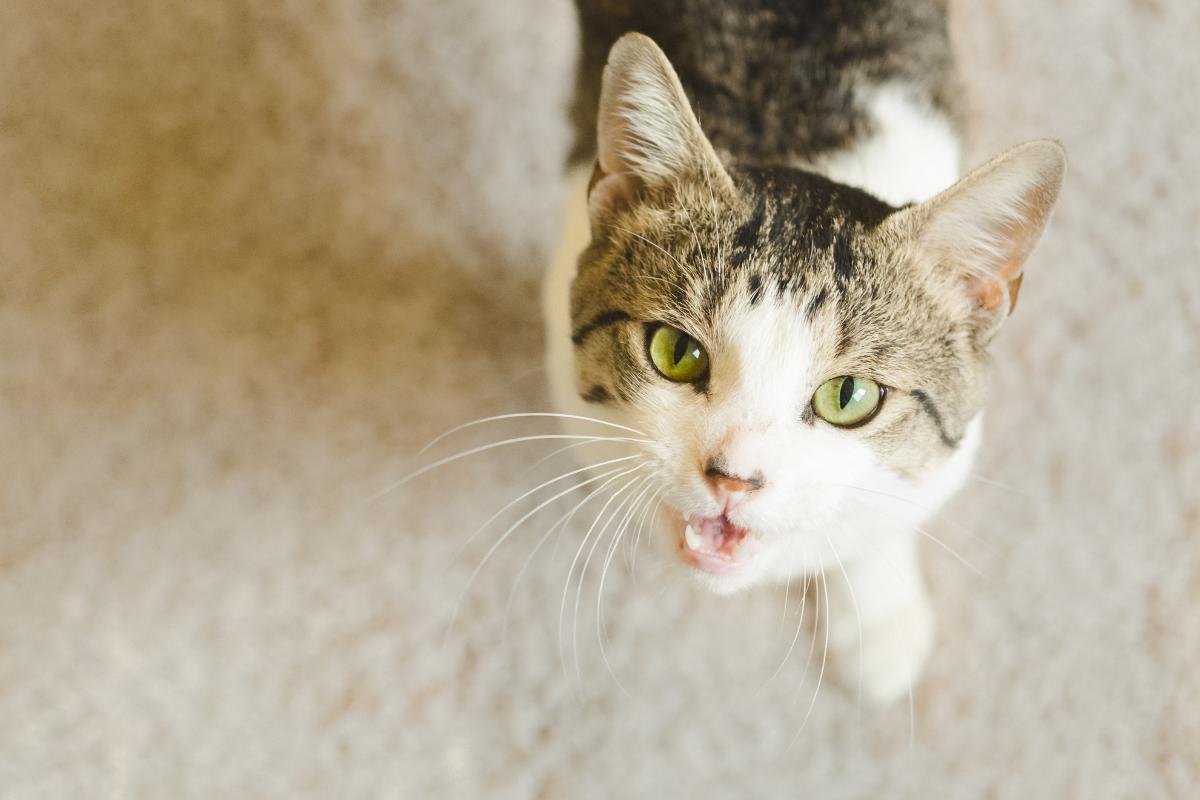 Do Cats Understand When You Talk to Them?