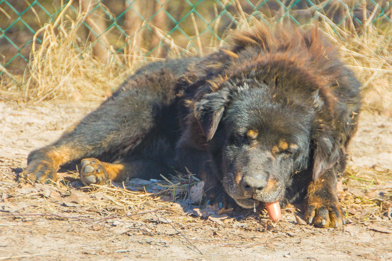 Sausages for Dogs - Benefits, Contraindications and Side Effects